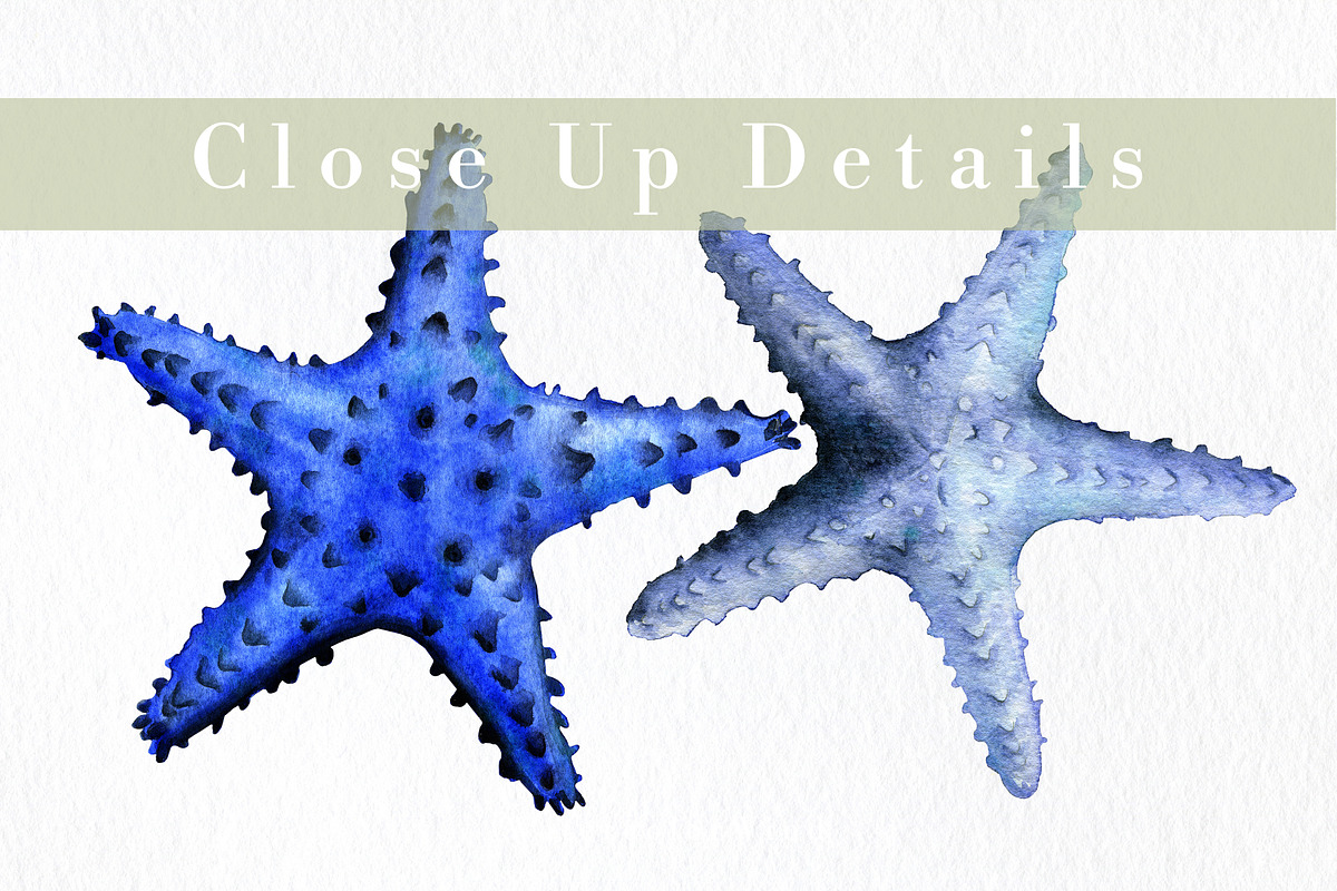 Beach Starfish Clipart Set, an Illustration by Ksenia Shmakova