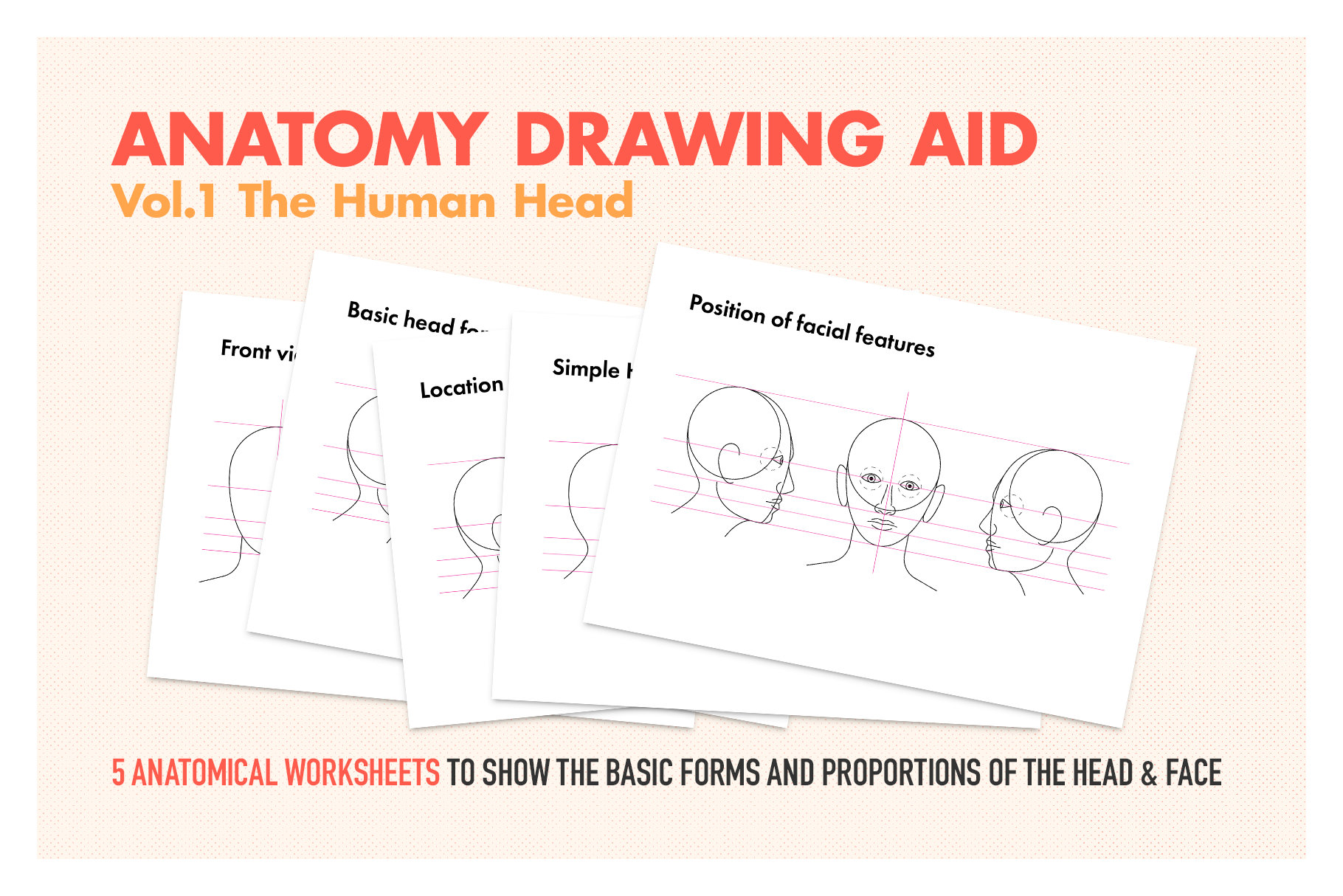 Anatomy Drawing Aid - The Human Head, an Illustration by enjoy graphics