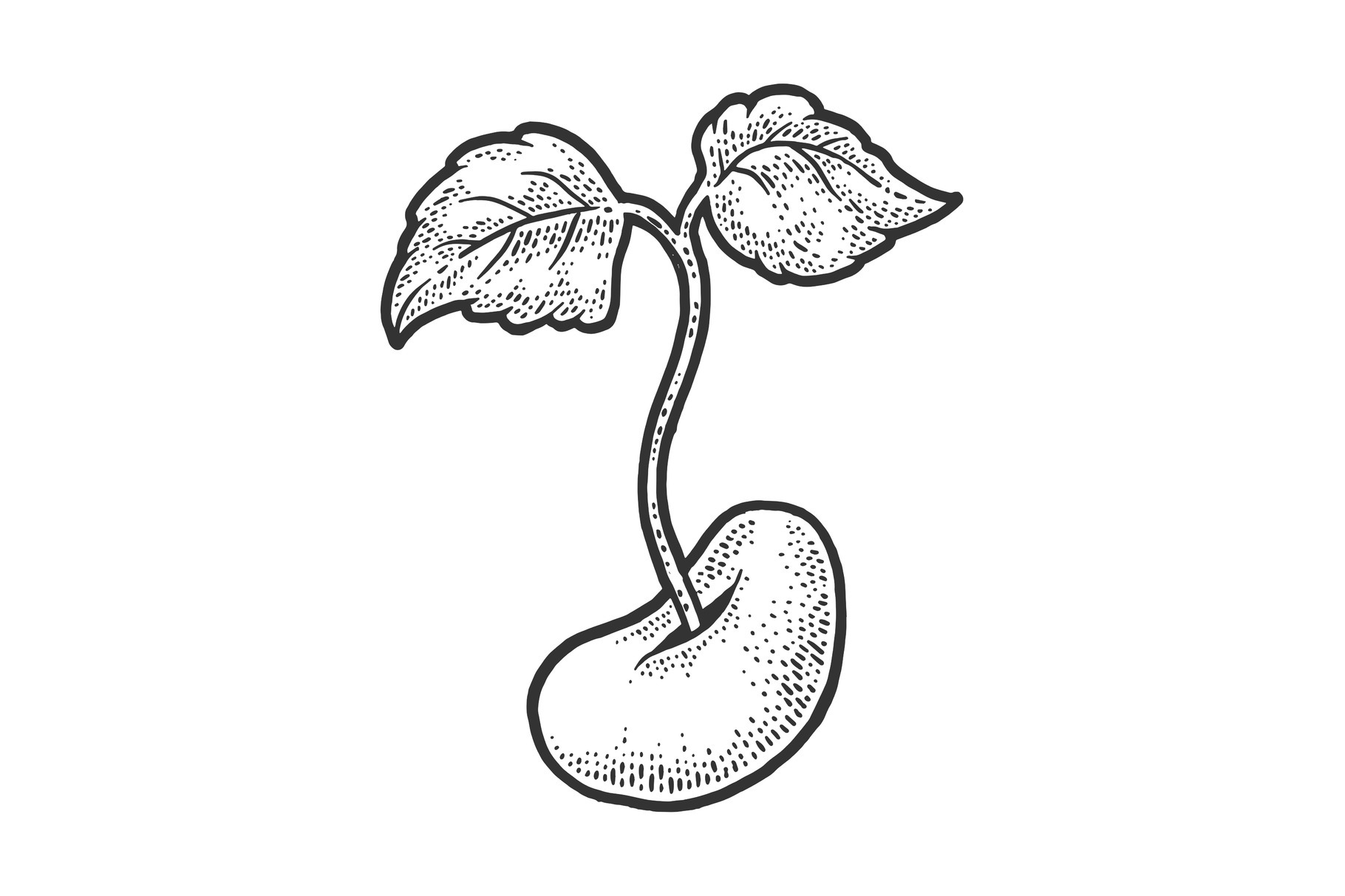 bean sprout sketch vector, a Food Illustration by AlexArt