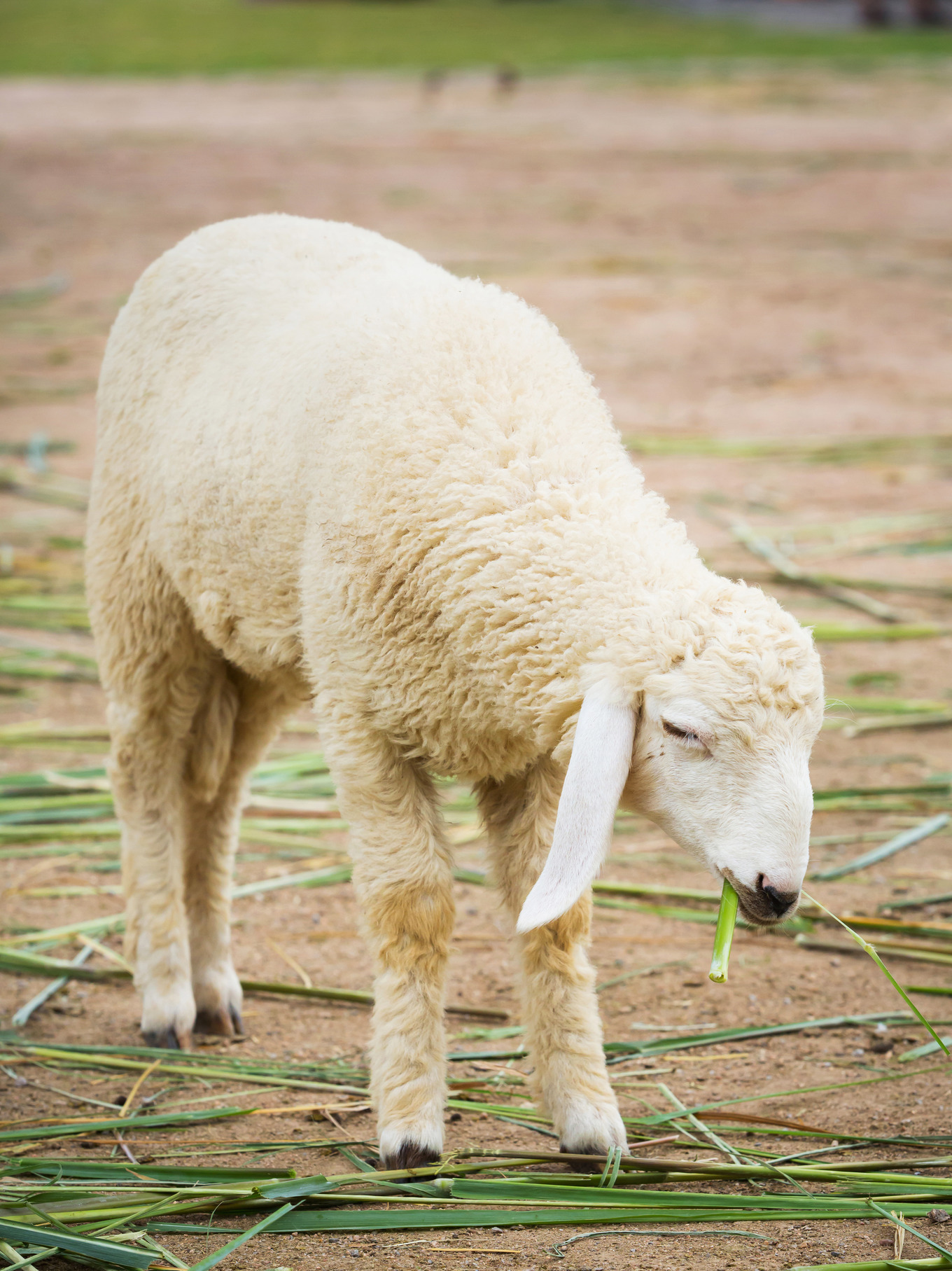 White sheep featuring sheep, white, and animal, an Animal Photo by ...