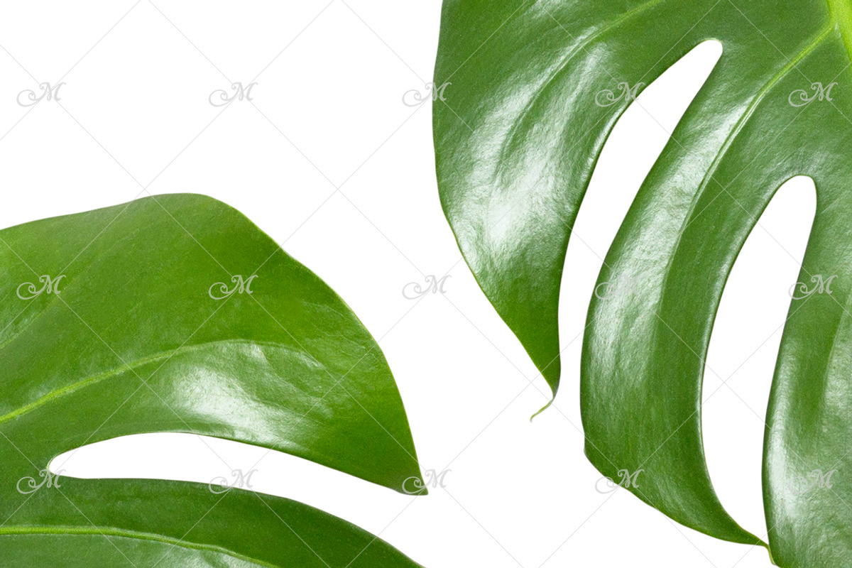 Monstera Leaf Photo Clip-art, a Mockup by Maddy's Art & Mockups