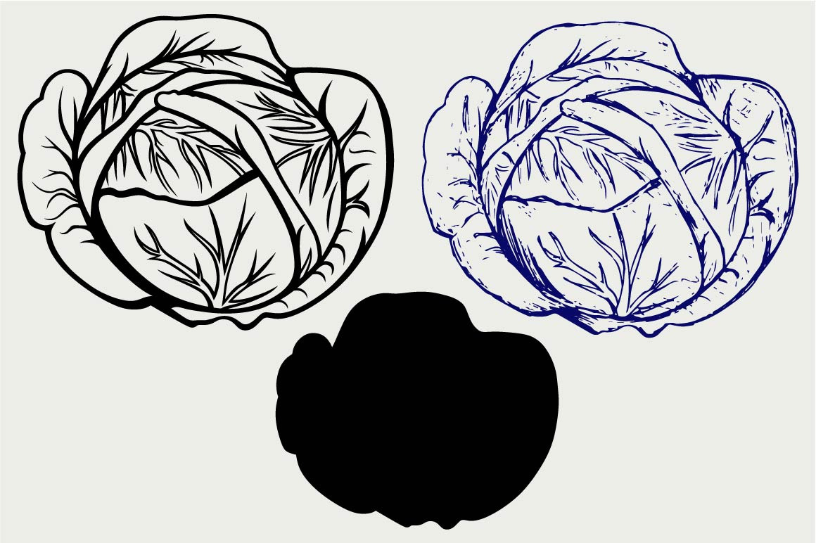 Cabbage SVG, an Outline Icon by LineworkStock