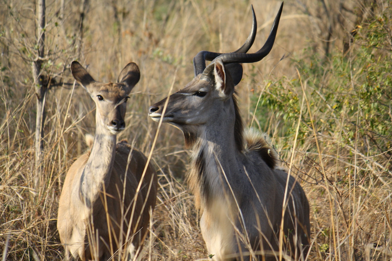 Kudus | Animal Stock Photos ~ Creative Market