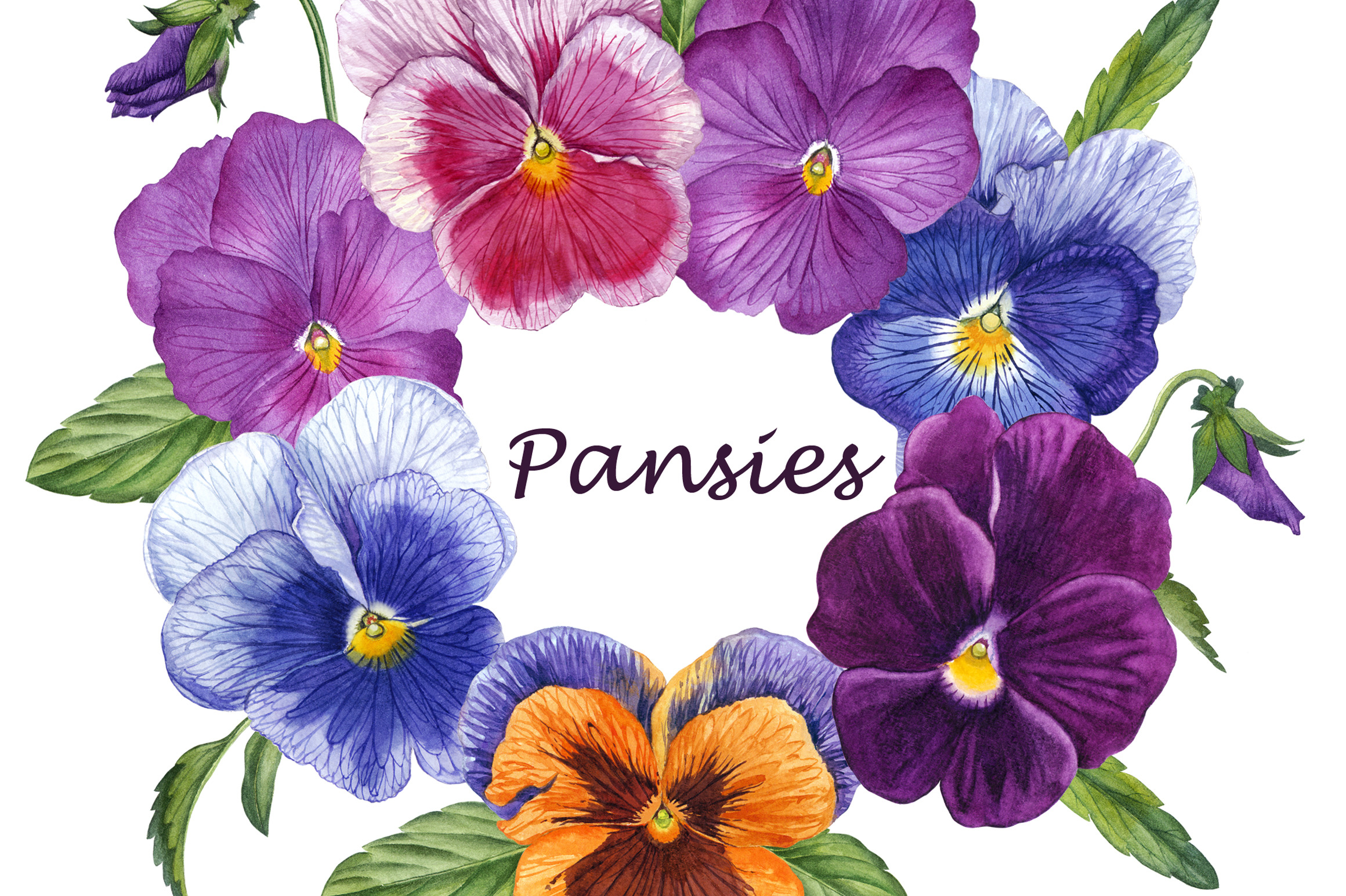 The summer set pansies, an Illustration by Watercolor life