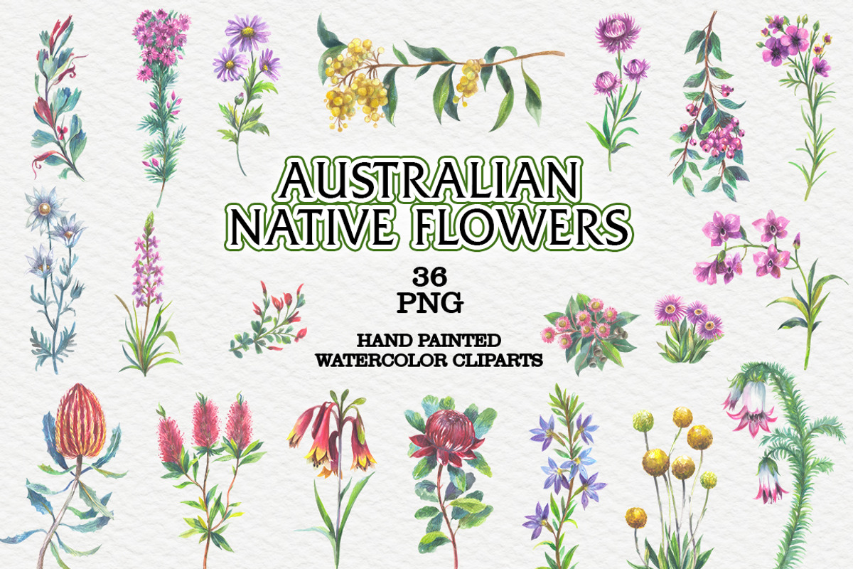 Australian Native Flowers, a Seasonal Illustration by FITALARTSNEDIGI