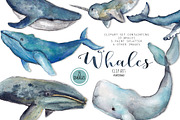 Whale clip art watercolor, an Illustration by SandraGraphicDesign