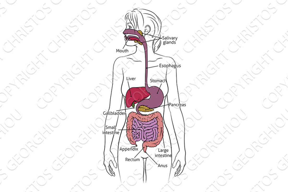 Human Digestive System Woman Anatomy, a Healthcare Illustration by ...