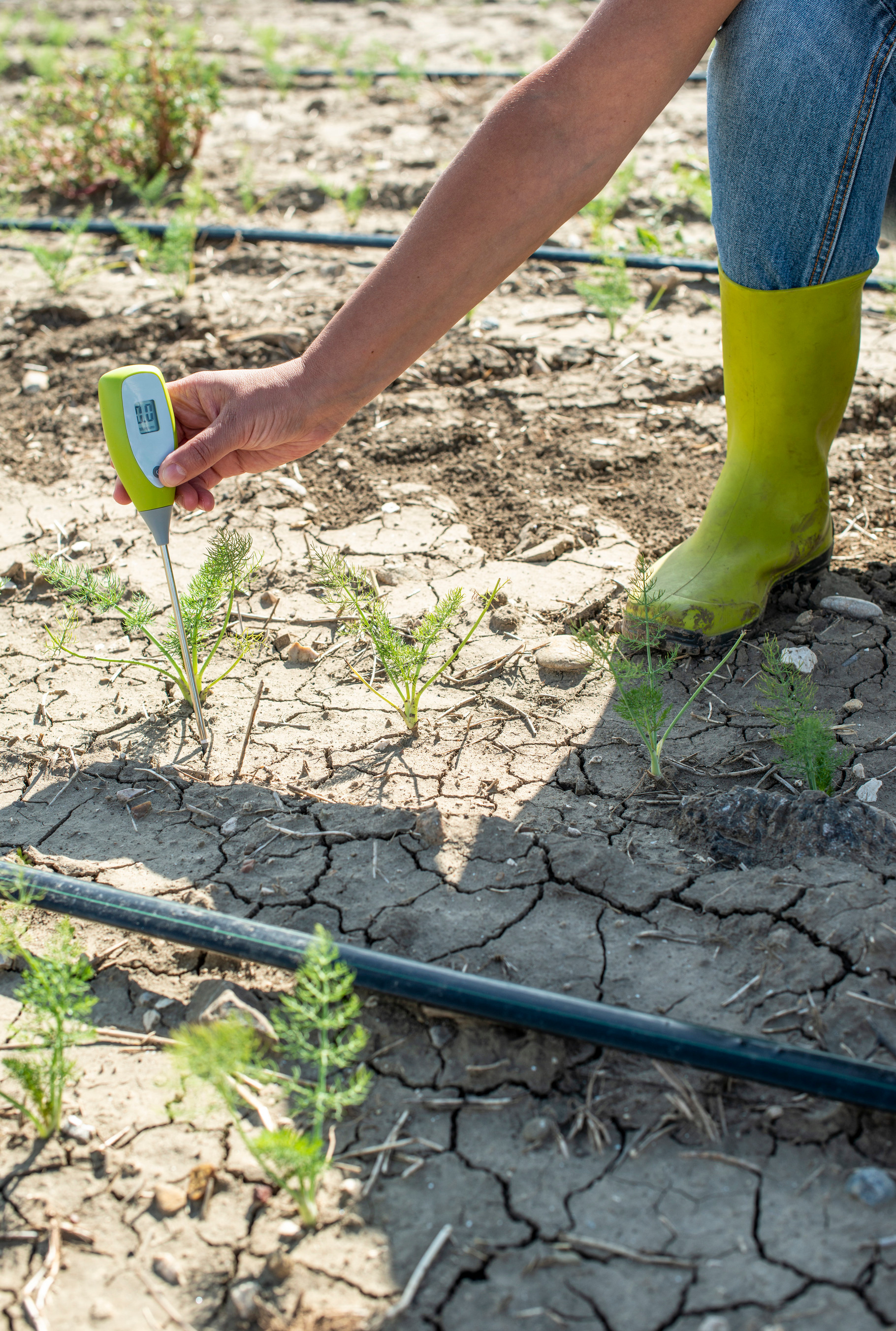Farmer measure soil with digital dev featuring fennel, measure, and ph ...