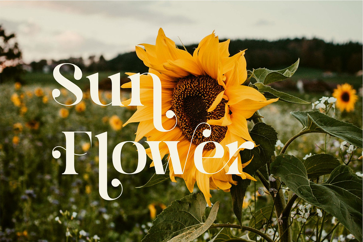 Brista - Elegant Serif Font, a Serif Font by suhadidesign