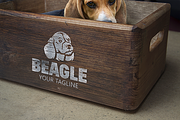 Beagle, a Branding & Logo Template by Steinar Logo