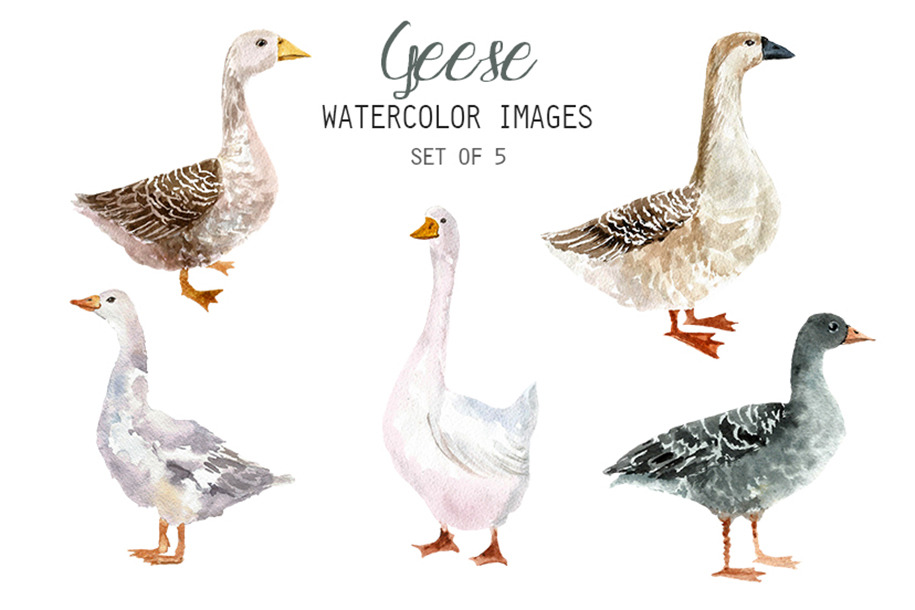 Watercolor Geese Clipart, an Illustration by YesFoxy