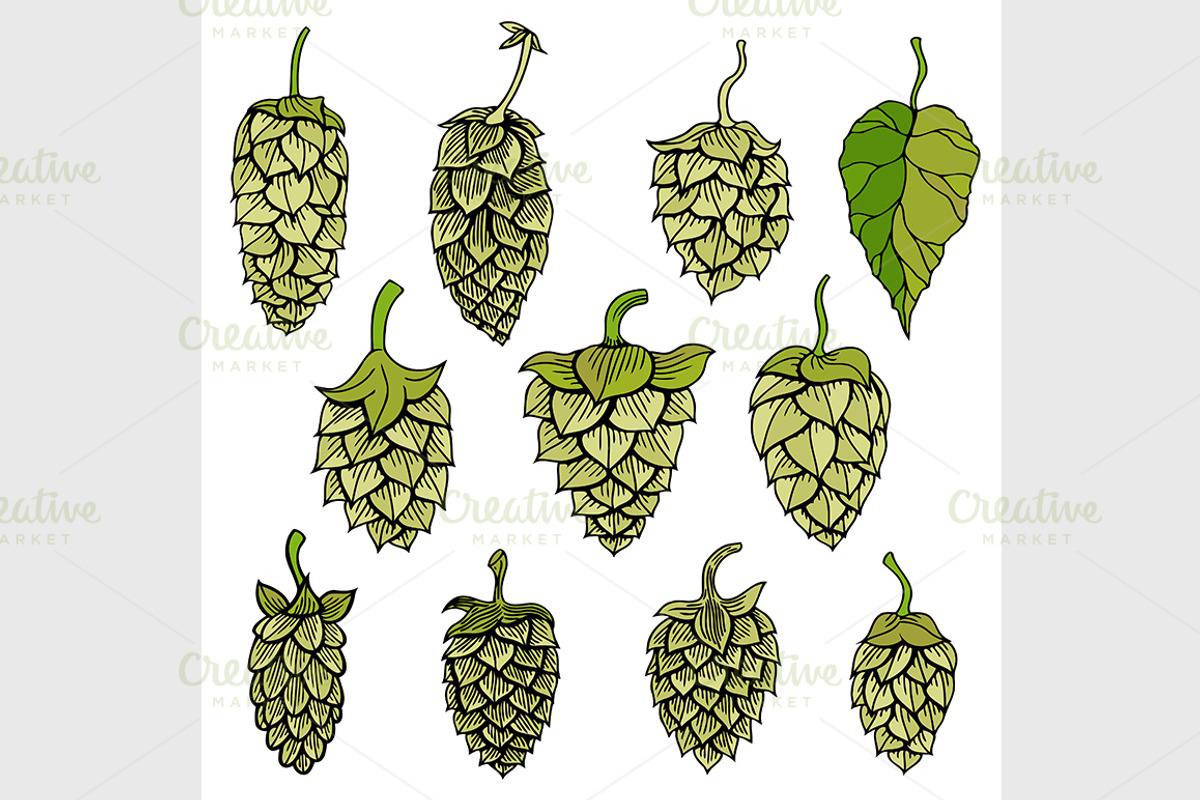 Hops vector visual graphic, a Graphic by IllustrationArtShop
