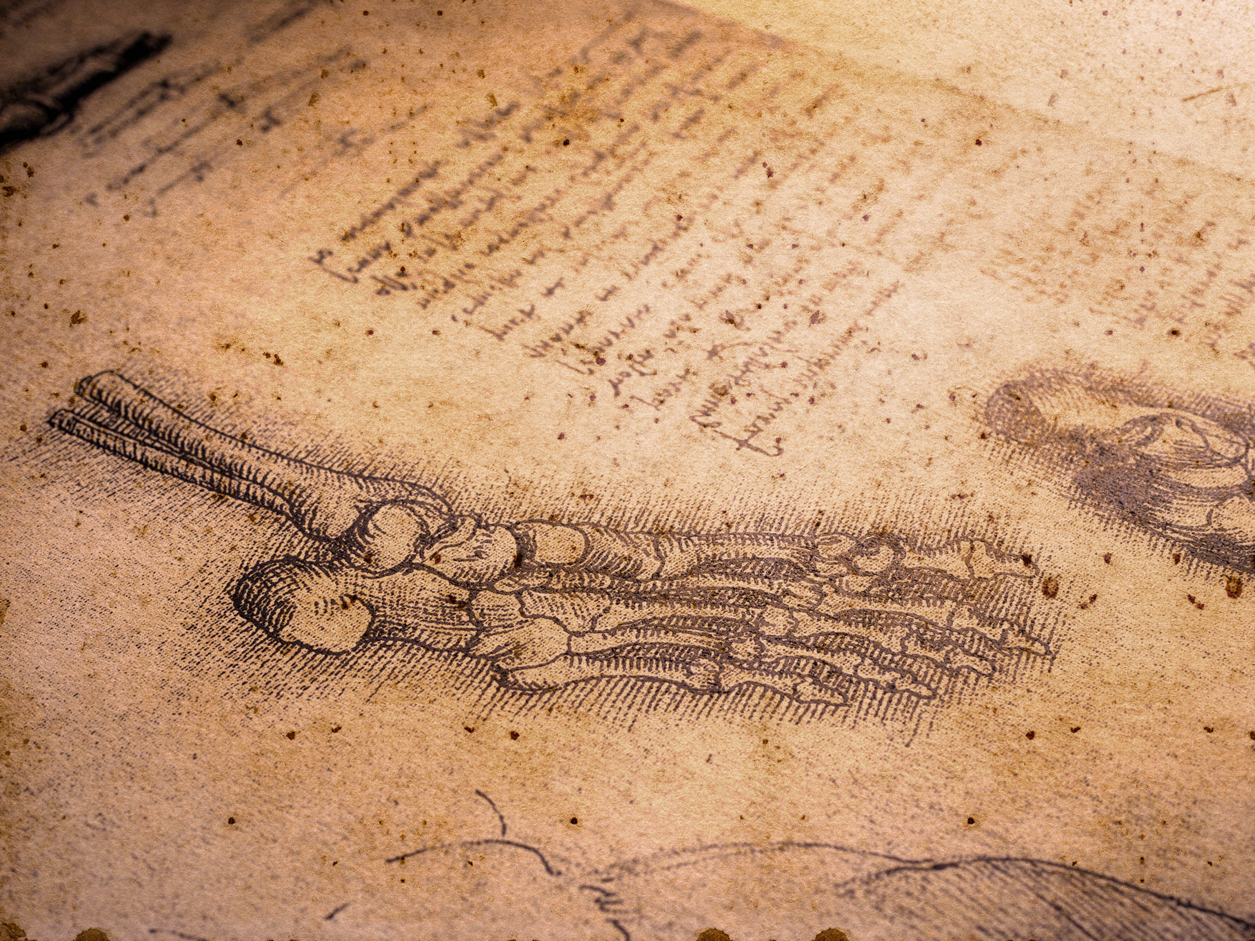 Anatomy art drawing featuring biology, anatomy, and drawing, a School ...