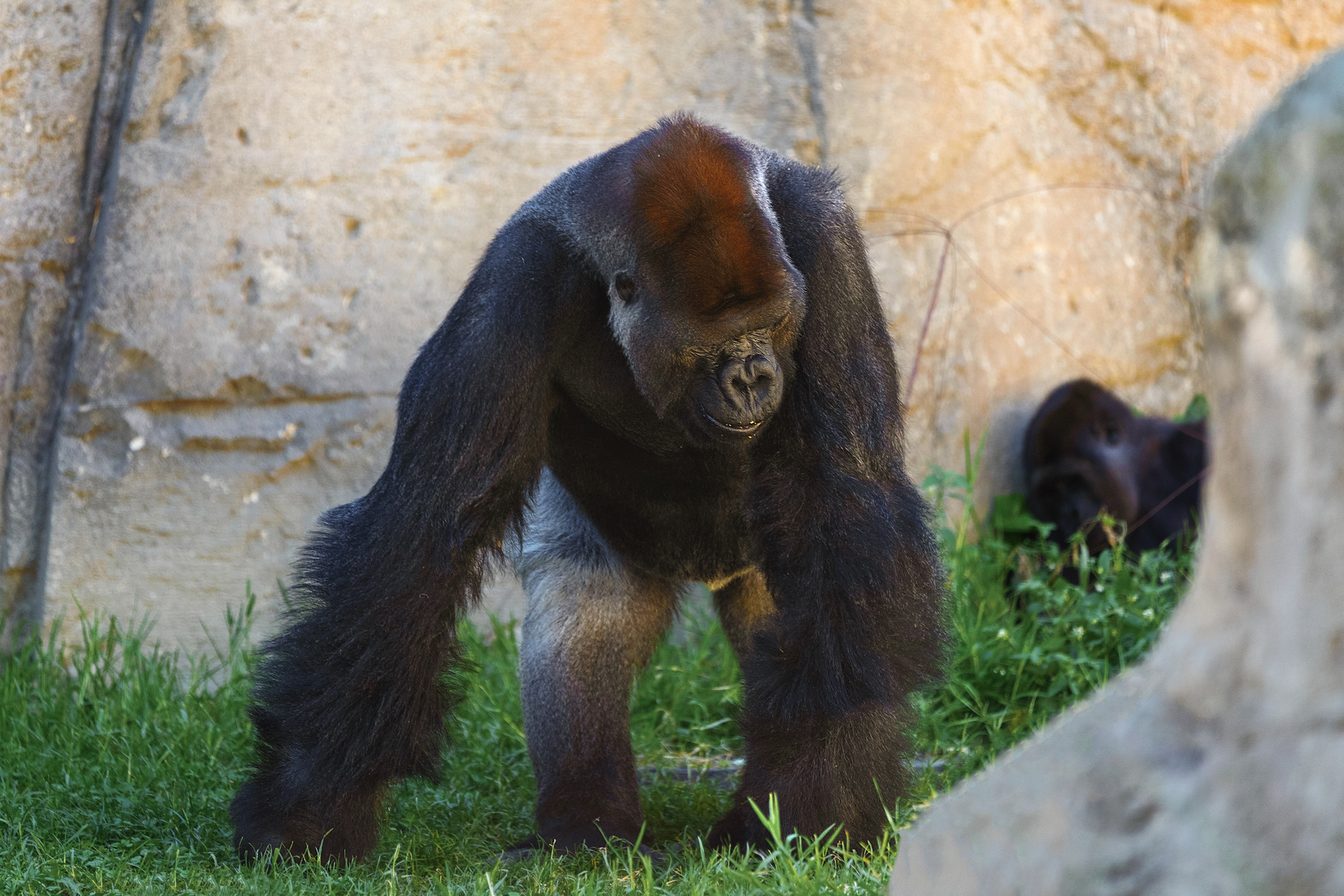 Silverback gorilla walking around th | Animal Stock Photos ~ Creative ...