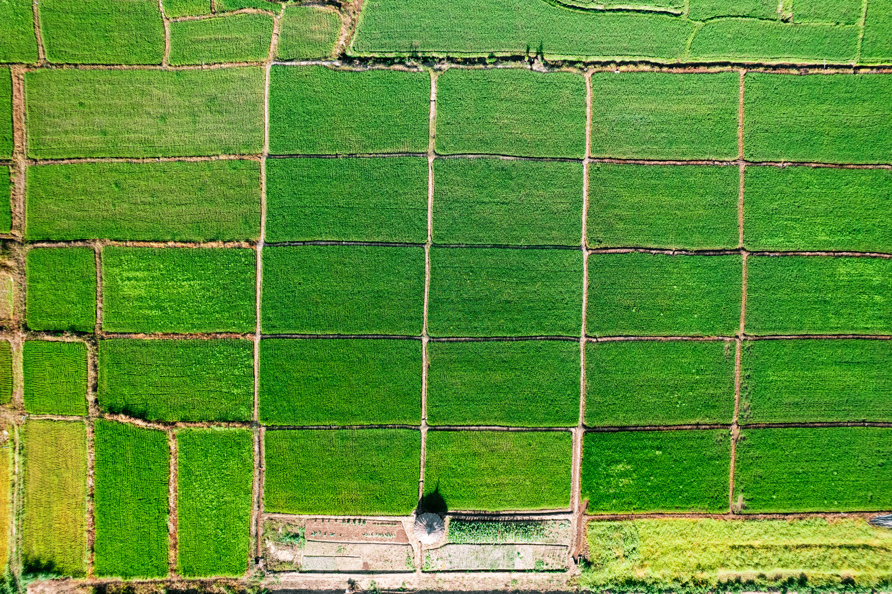 Rice field ,Aerial view of rice fields, a Nature Photo by Art Rachen ...