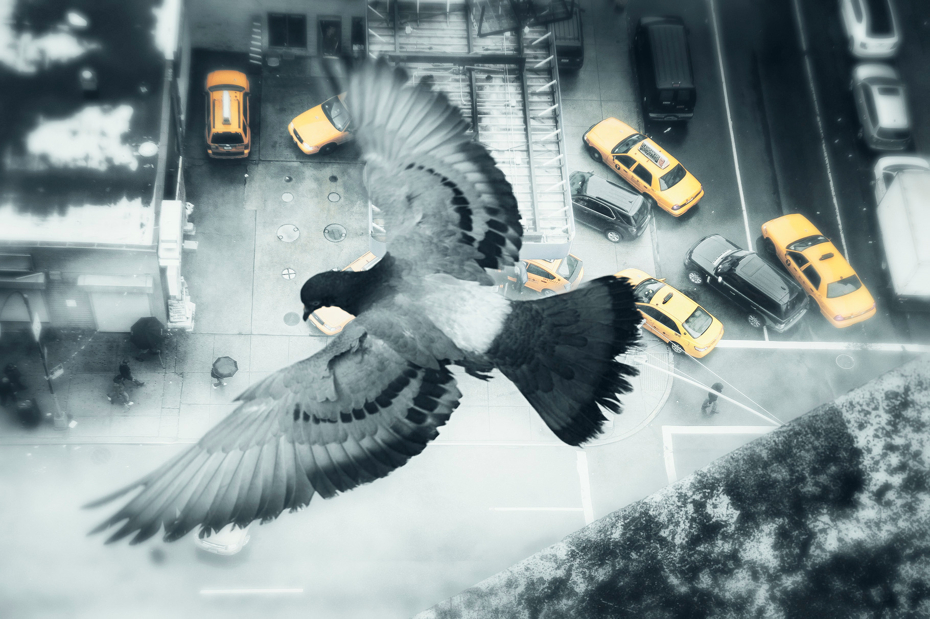 AERIAL VISION, an Arts & Entertainment Photo by Carlos Pinho photography