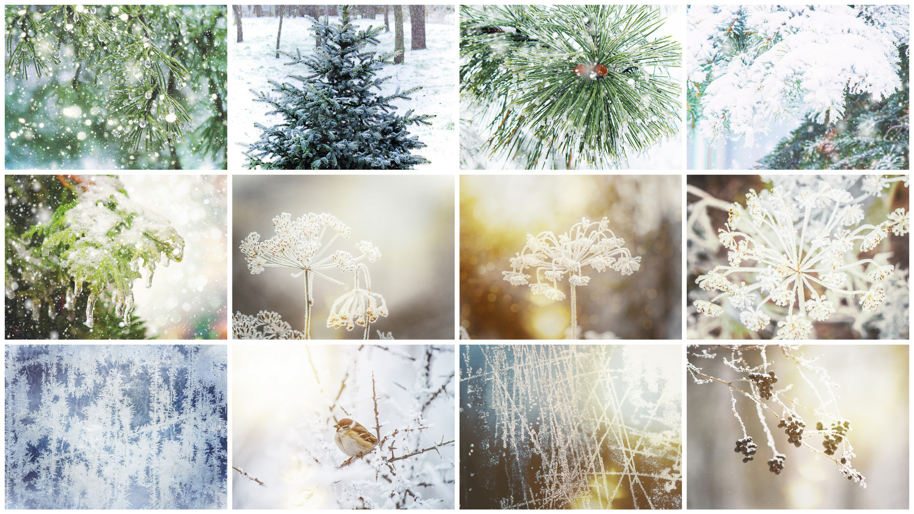 Collage of winter nature pictures s featuring collage, nature, and ...