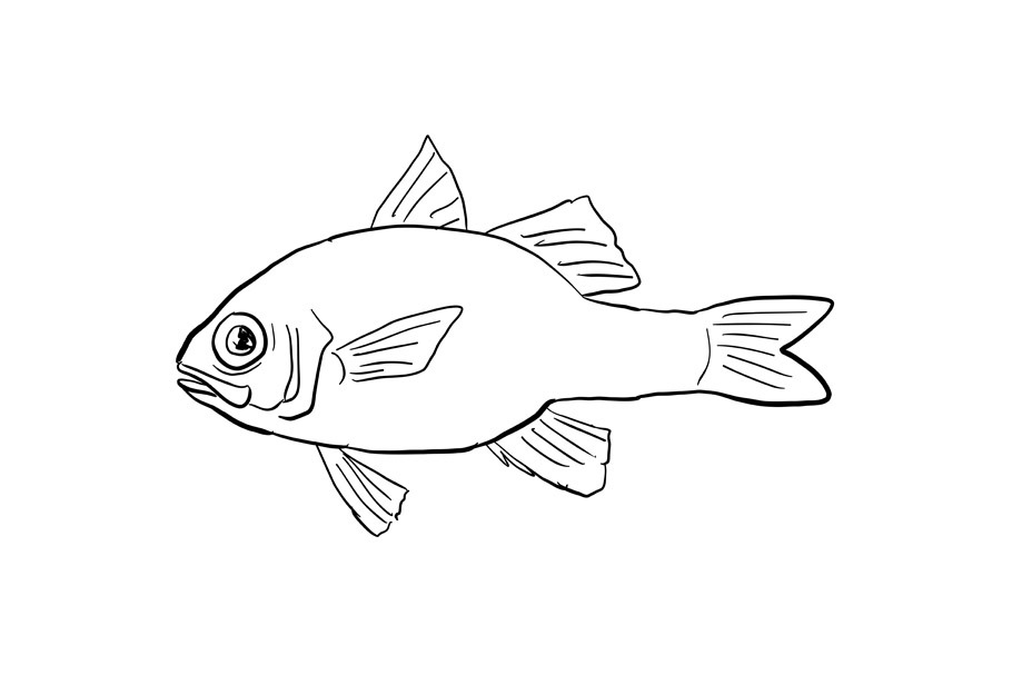 Hawaiian ruby cardinalfish cartoon, an Animal Illustration by patrimonio