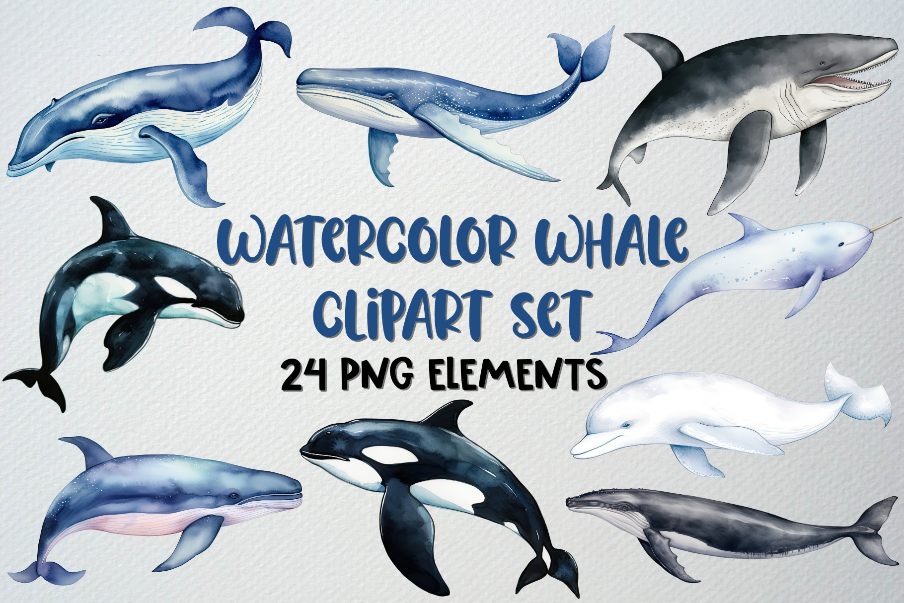 Watercolor Whale Clipart Set, 24 PNG | Creative Market