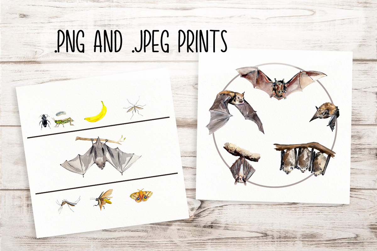 Bat Life Cycle and Clip Arts, an Animal Illustration by Tati Bordiu
