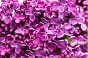 Beautiful spring lilac texture, a Nature Photo by NelliKovalchuk