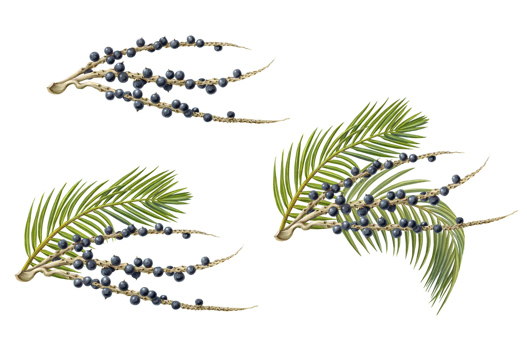 Acai Pencil Illustration, a Food Illustration by Anna Repp Illustration ...