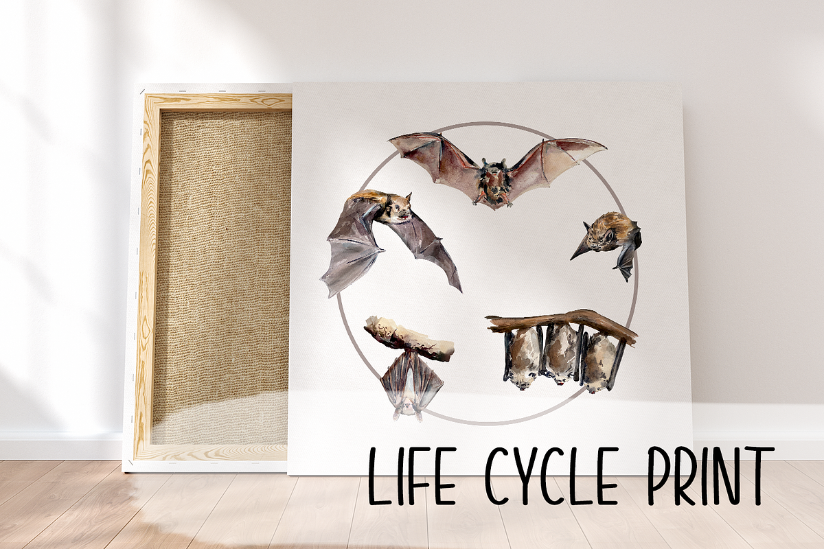 Bat Life Cycle and Clip Arts, an Animal Illustration by Tati Bordiu