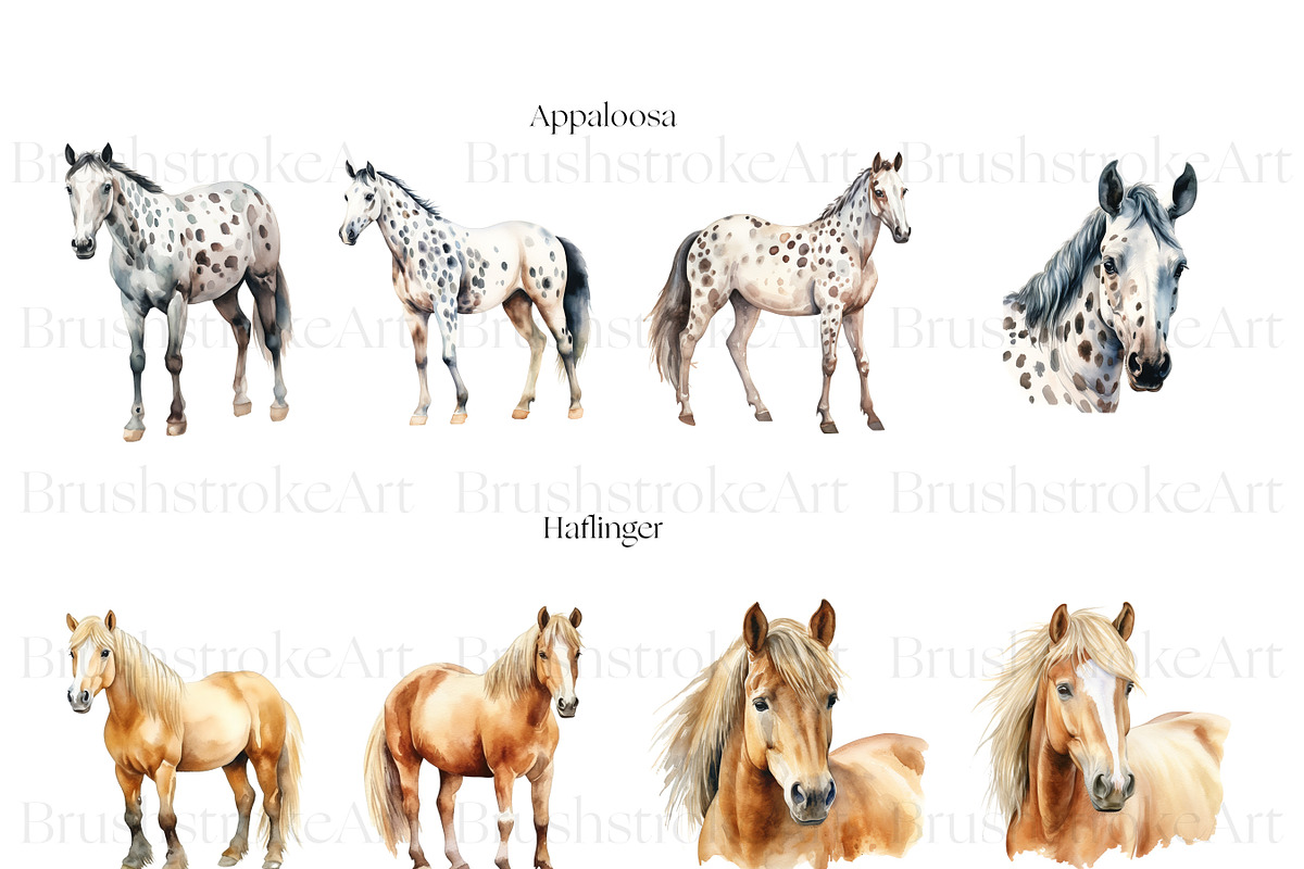 Horse Breeds Clipart, Appaloosa Horse