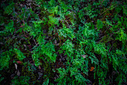 Greenery featuring green, plant, and cold, a Nature Photo by ...
