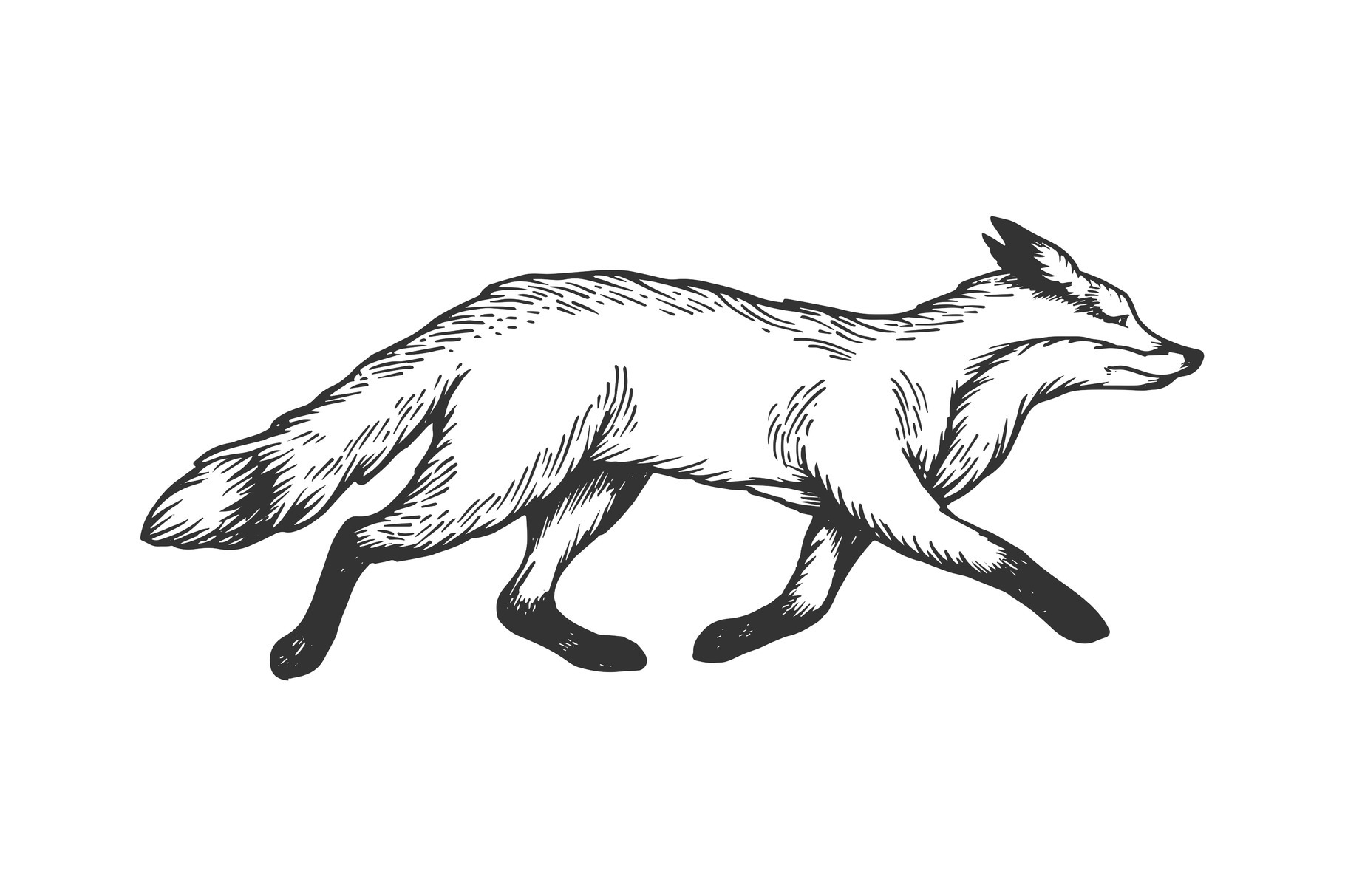 Running fox animal engraving vector, an Animal Illustration by AlexArt