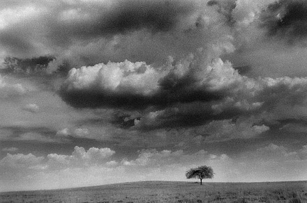 Rimy tree in dim landscape, a Nature Photo by Unigraph