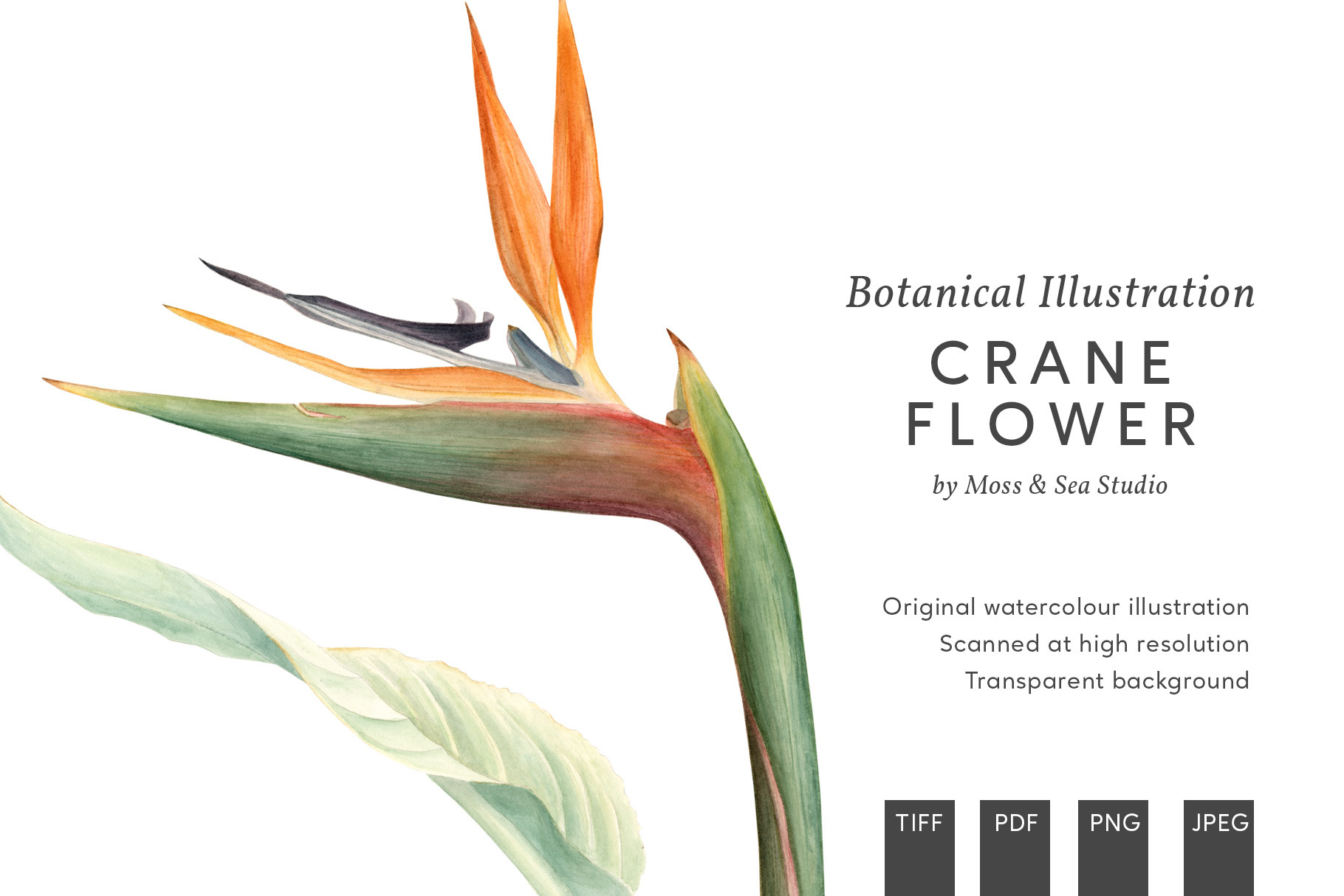 Botanical Illustration: Crane Flower, an Illustration by Moss & Sea Studio