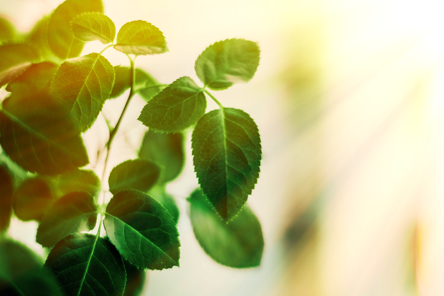 Fresh green leaves in spring featuring background, backgrounds, and ...