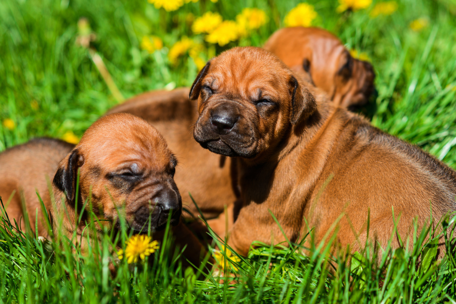 Three rhodesian ridgeback puppies stock photo containing rhodesian ...