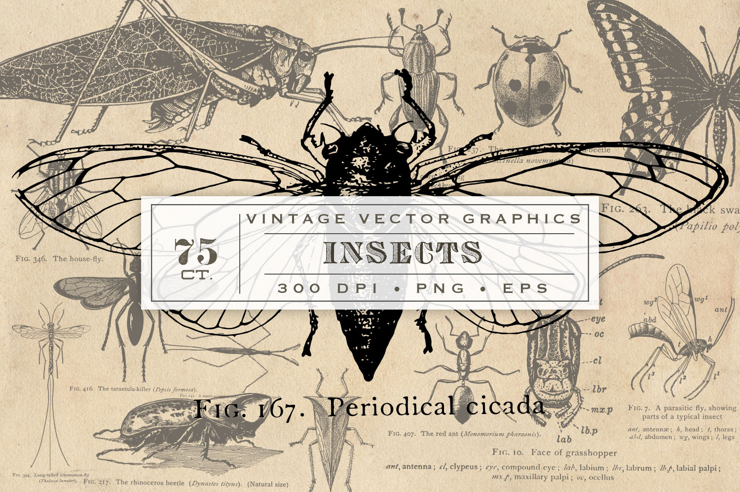 Antique Insect Vector Graphics, an Illustration by Eclectic Anthology