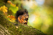 Red squirrel sitting on a moss, an Animal Photo by WildMedia