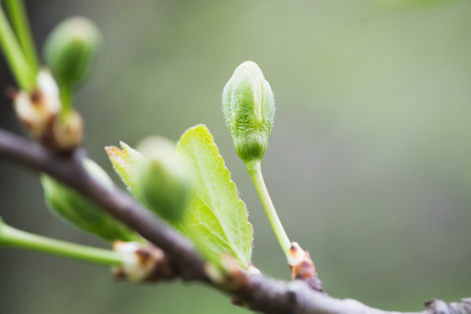 Closeup of twigs with leaf buds ready to burst. Young nature waking up ...