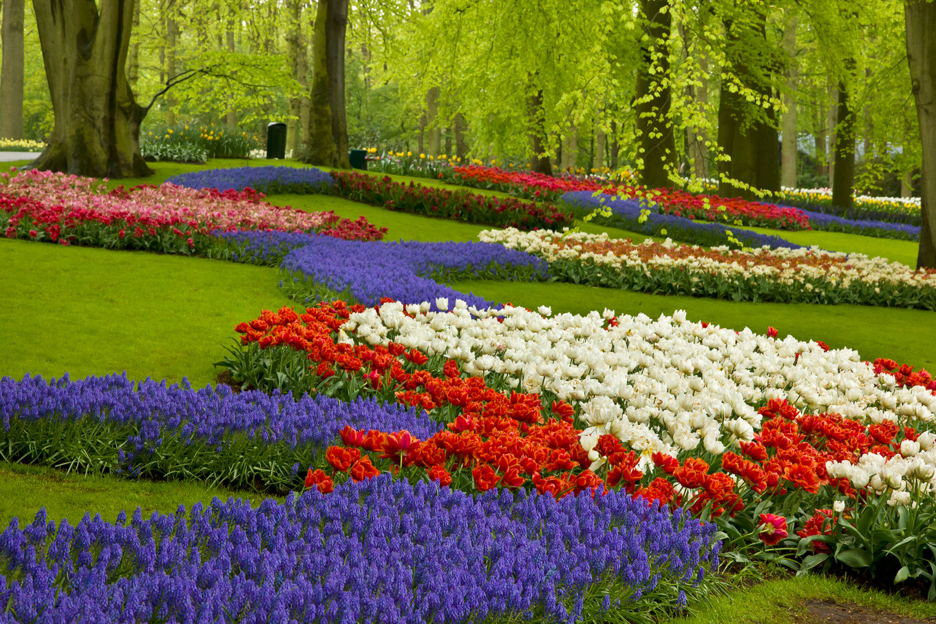 Spring flowers in holland garden containing holland, keukenhof, and ...