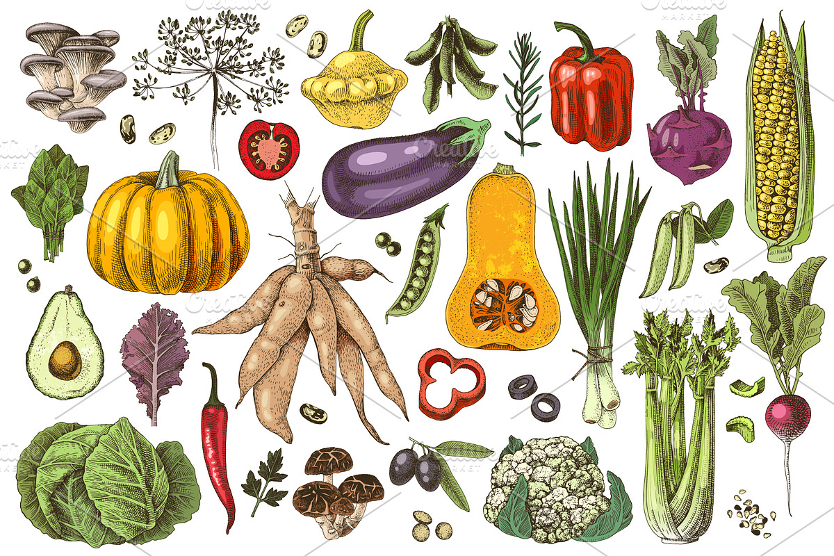 Ultimate vegetables set, a Food Illustration by handsketched