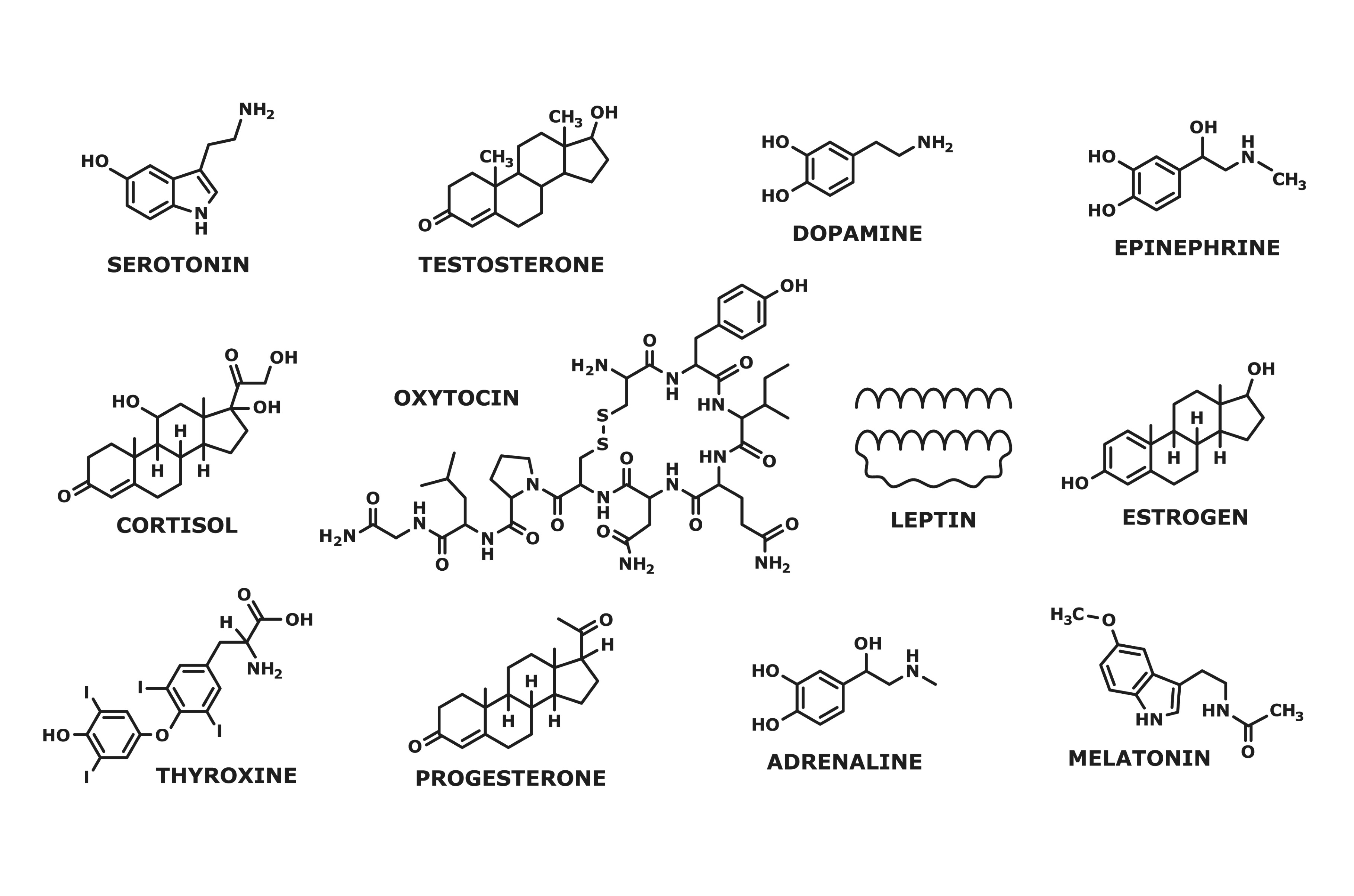 Hormones molecular formulas, an Illustration by Vector Tradition