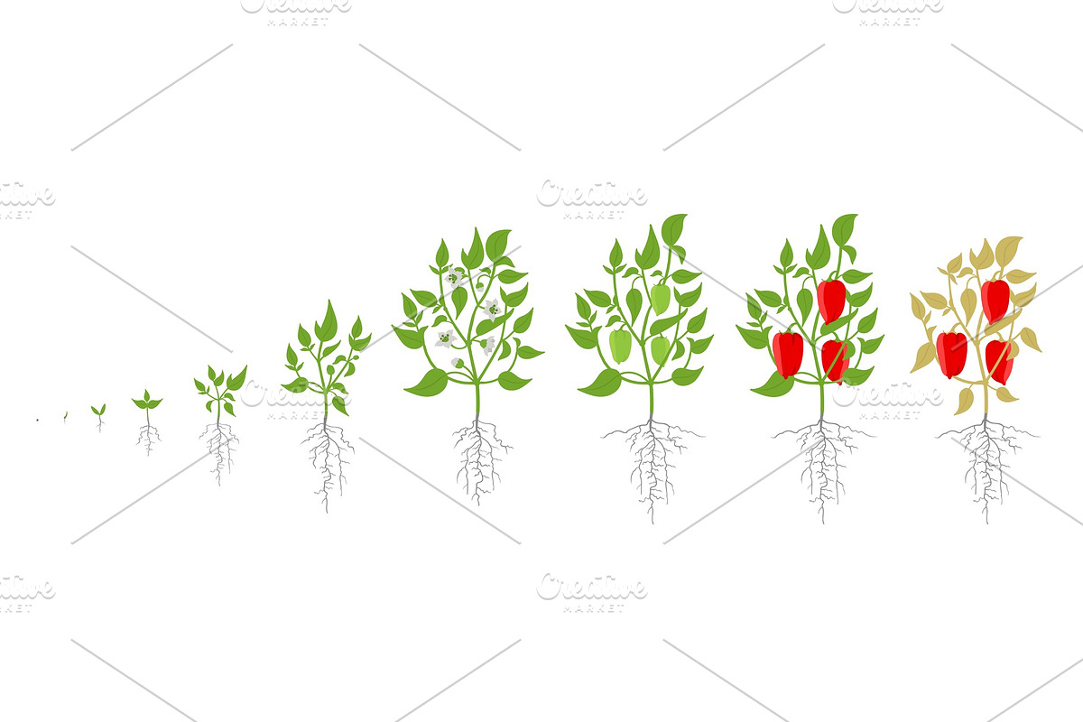 Growth stages of bell pepper plant., a Food Illustration by Ilia Design