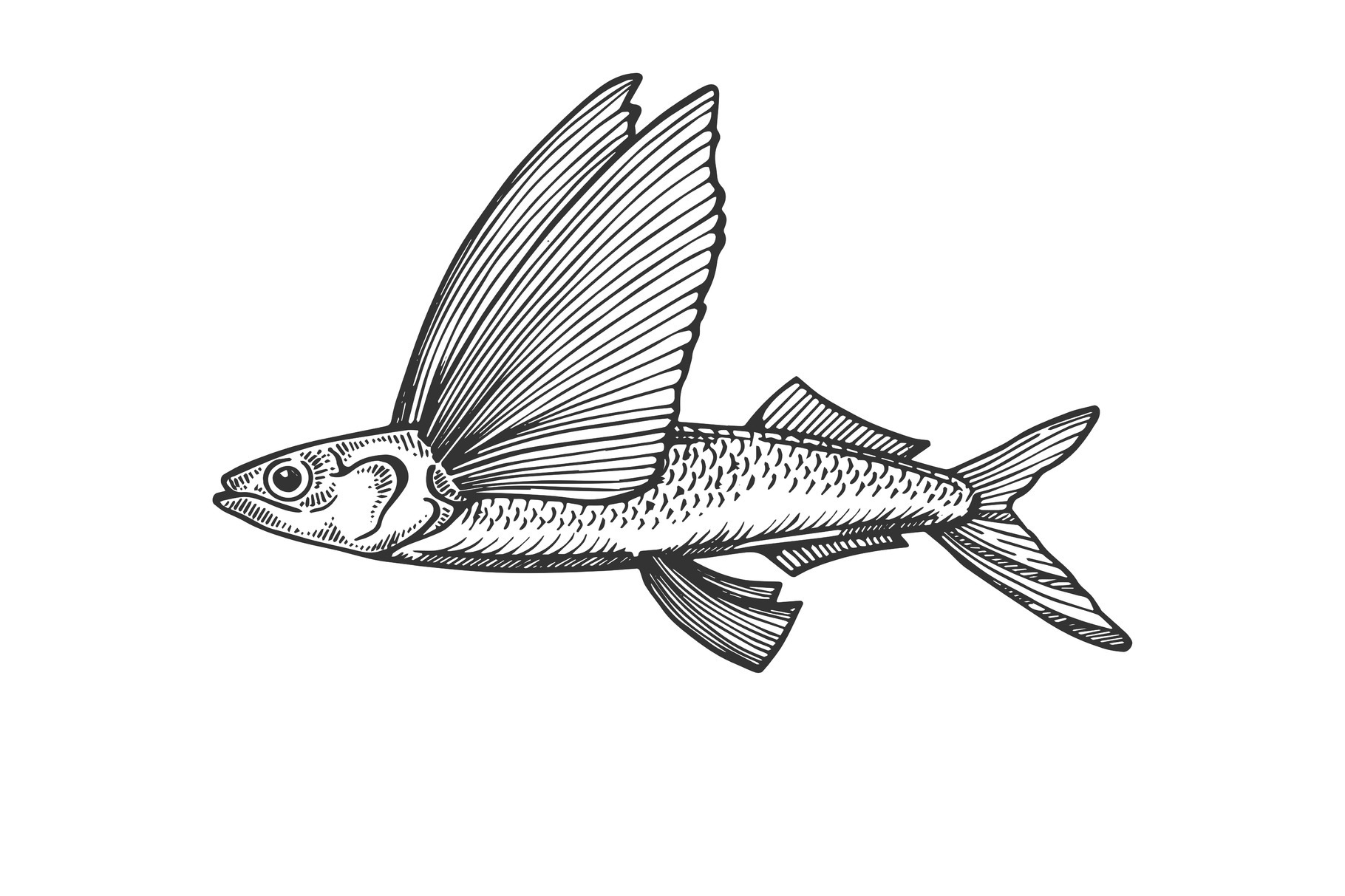 Flying fish engraving vector illustration, an Animal Illustration by ...