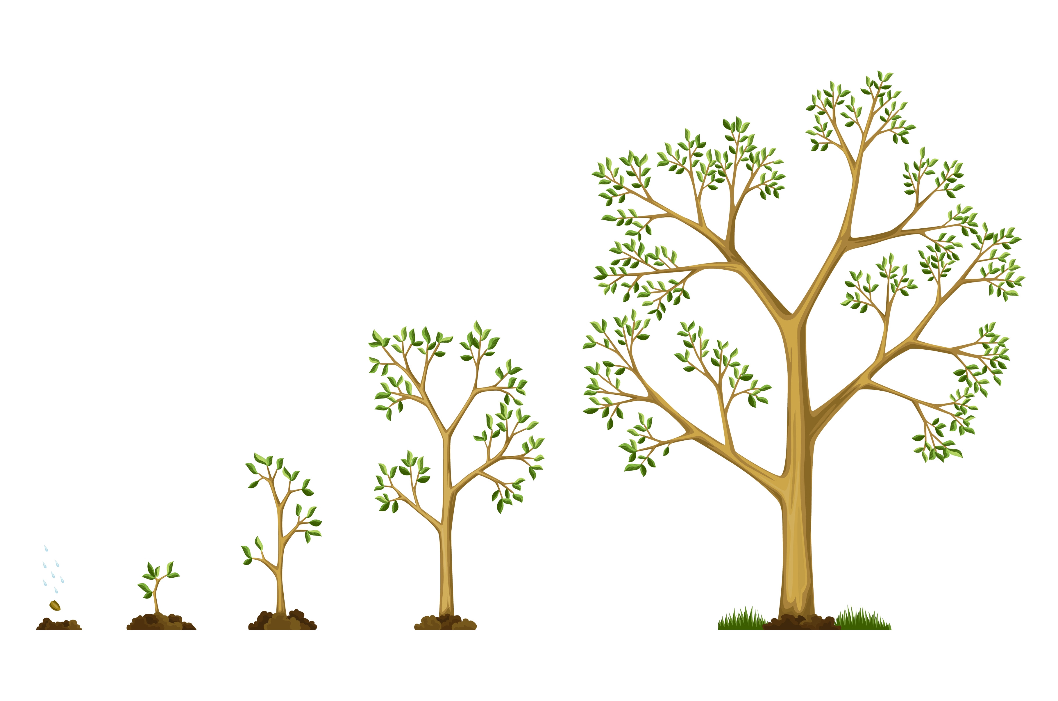 Stages growth of tree from, an Object Illustration by Things for ...