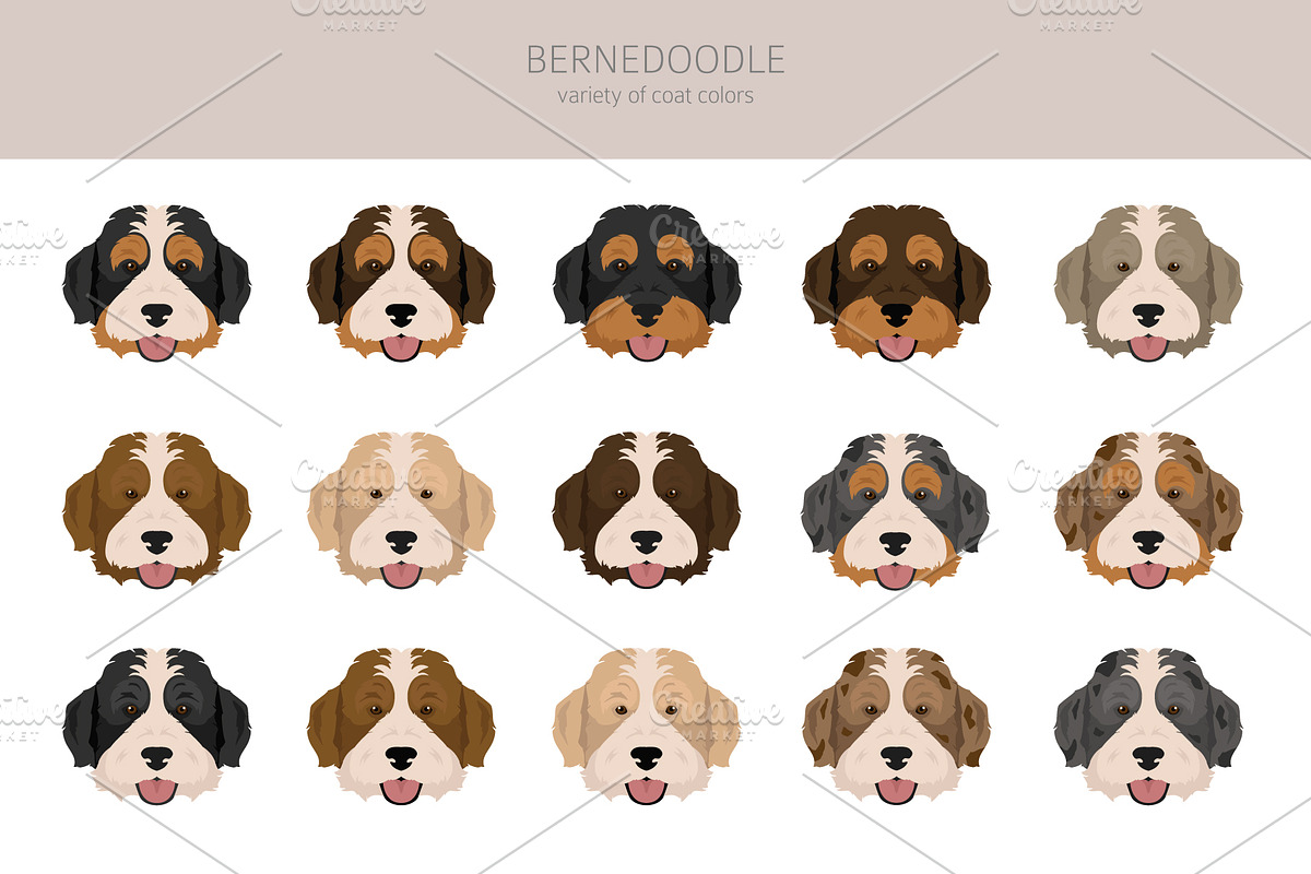 Bernedoodle clipart