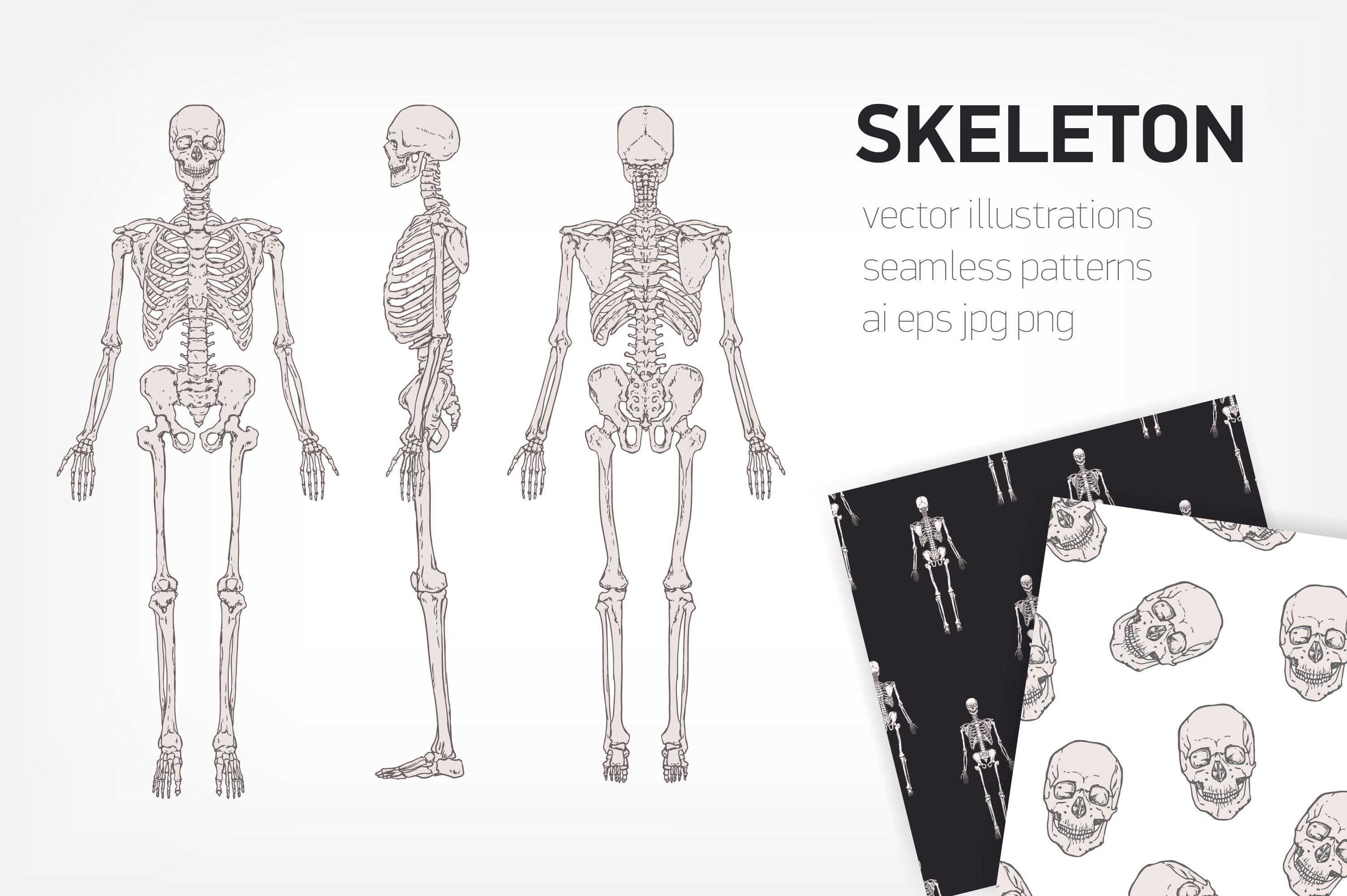 Realistic skeletons and human skulls, a Healthcare Illustration by Good ...