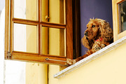 english cocker spaniel in the window, an Animal Photo by Genaro Diaz ...