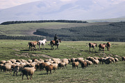 Sheep and sheepman featuring farm, sheepman, and sheep, a Person Photo ...