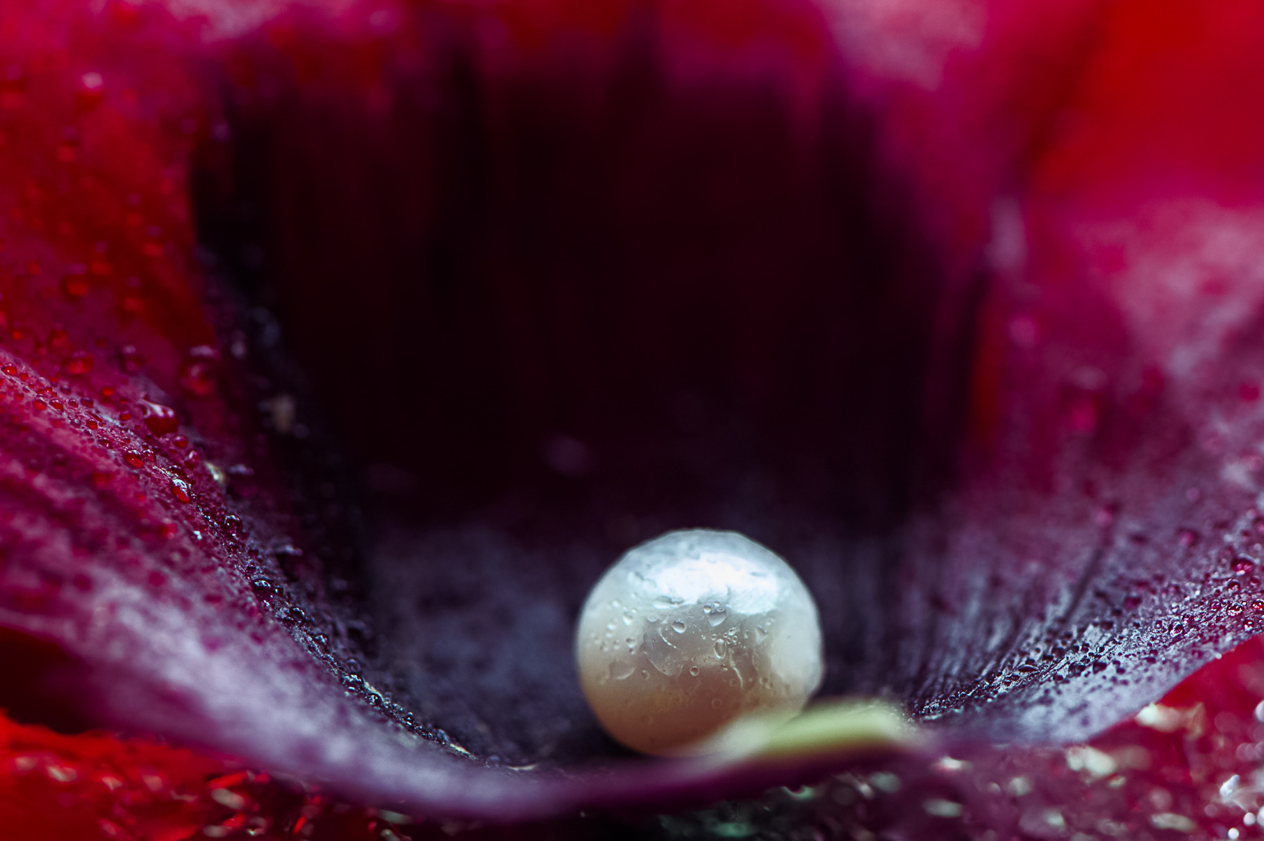 Pearl in a poppy petals, background, a Nature Photo by WildStrawberry Magic
