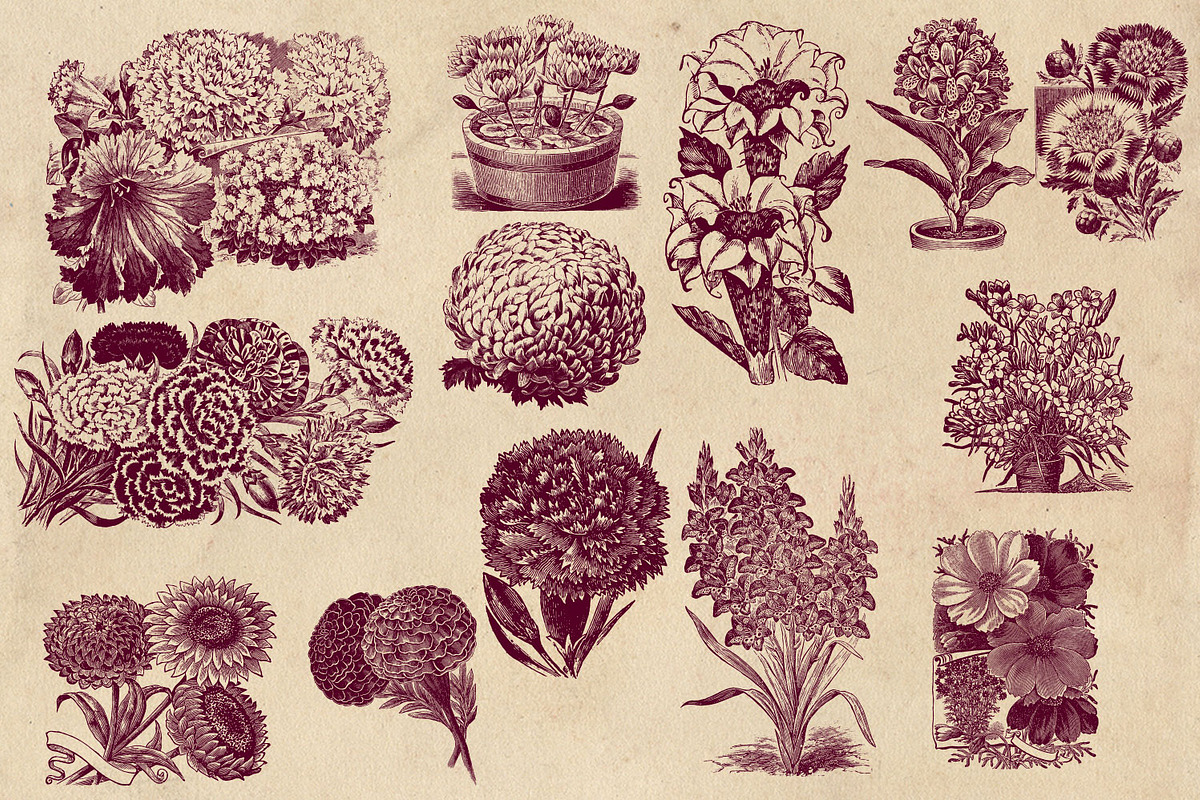 Vintage Flower Vector Graphics 2, an Object Graphic by Eclectic Anthology