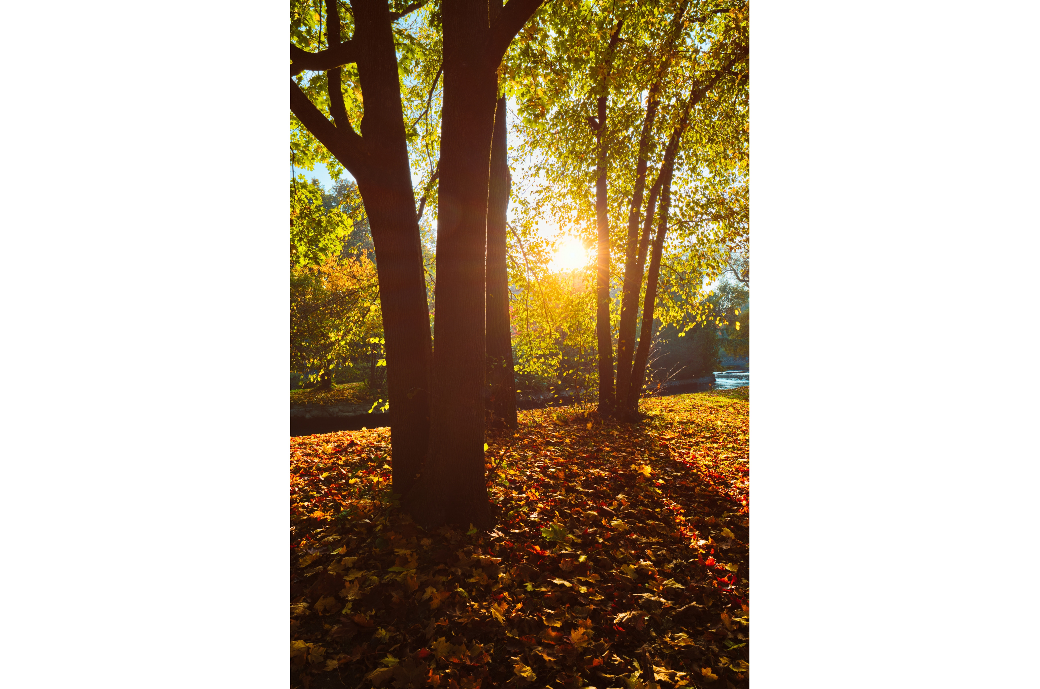 Golden autumn fall October in famous, a Nature Photo by f9photos ...